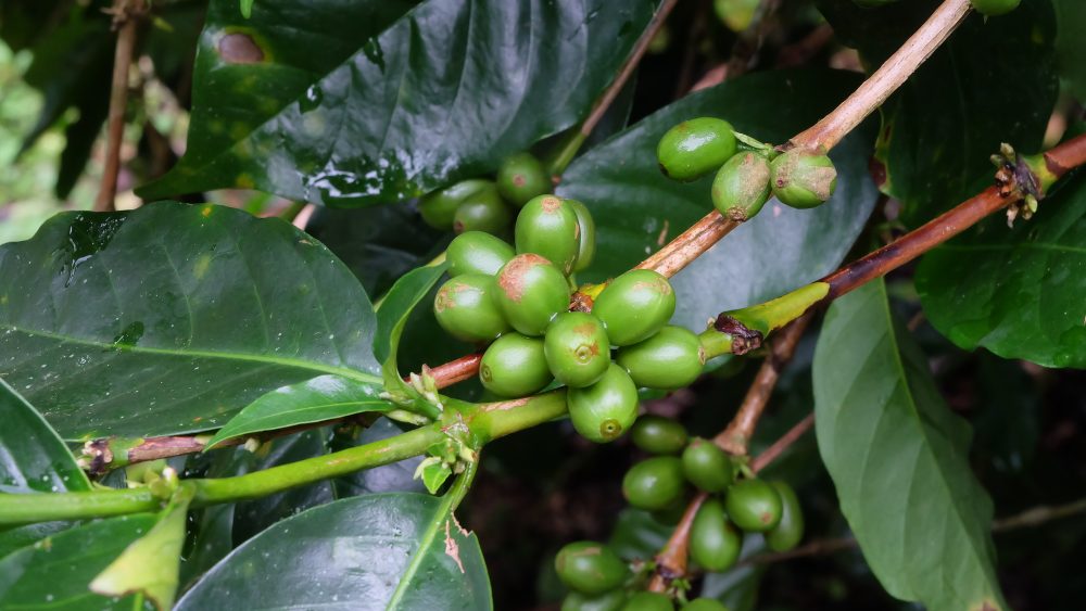 Kahayya: Kopi dan Gerakan Literasi - Cultura